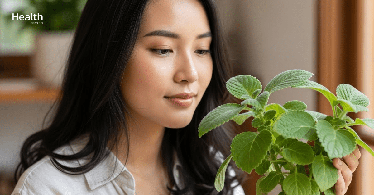 តម្រងនោម មាន បញ្ហា? សាកល្បង ជីរត្រចៀកជ្រូក ជួយ ជំរុញ ការ បញ្ចេញ ជាតិពុល តាមរយៈ ទឹកនោម